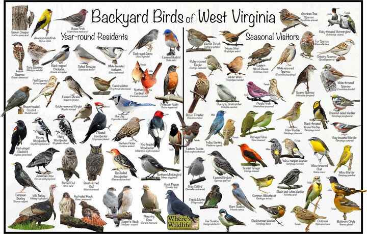 Etsy Backyard Birds Of West Virginia Bird Identification Poster Divided ...