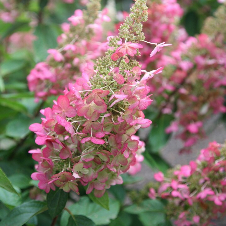 Plant Theory Pinky-Winky Outdoor Shrub Plant Hydrangea Paniculata ...
