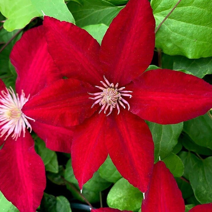 Plant Theory Clematis Rebecca Red Flowering Vine Climbing Plant 60cm ...