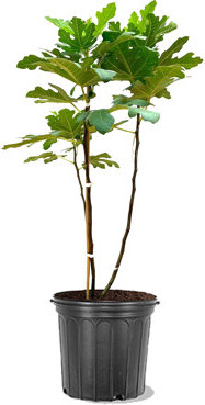 American Plant Exchange Fruit Trees Live Fig Brown Turkey Tree, 5 ...