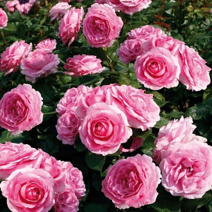 Plant Theory Mum in a Million Rose Bush Pink Flowering Roses Hybrid Tea ...