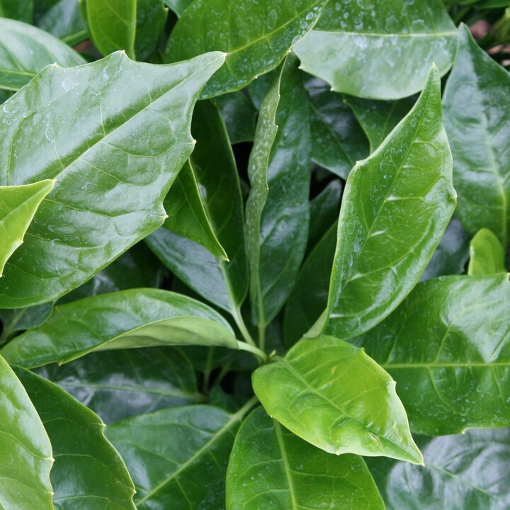 Plant Theory Rozannie Japanese Laurel Outdoor Shrub Plant Aucuba ...