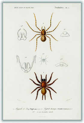 Stanley Print House - Natural History - Different types of Spiders ...
