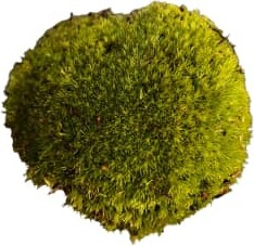 botanicalboysuk Bun Moss Cushion Moss Terrarium Moss - ShopStyle Artwork
