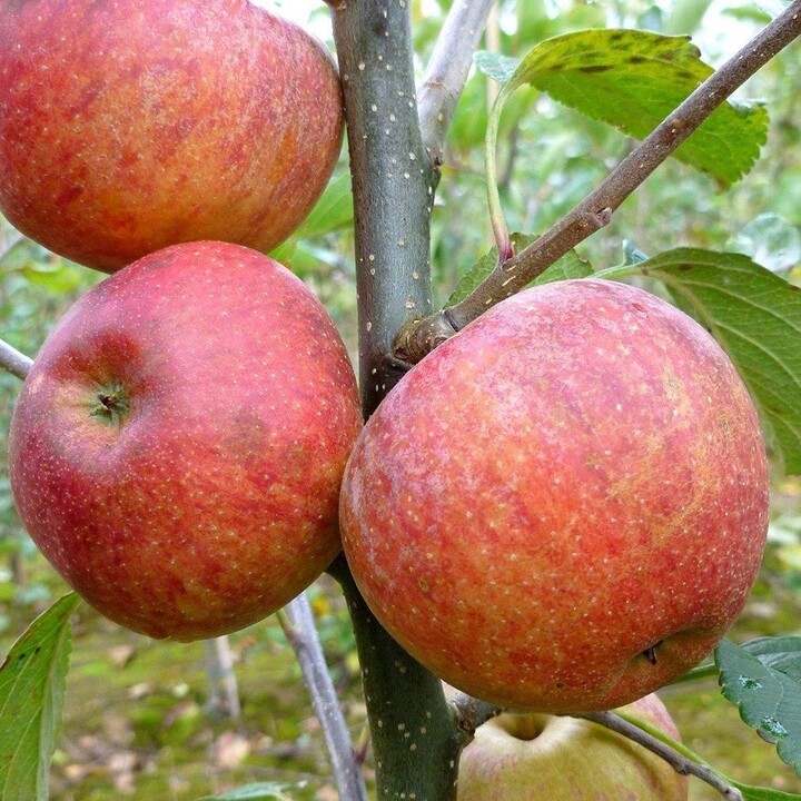 Plant Theory Apple Kidd'S Orange Red Edible Dessert Apple Outdoor Fruit ...