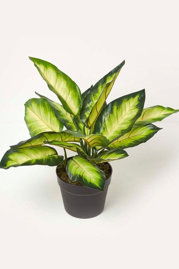 Homescapes Dieffenbachia Dumb Cane Plant in Pot, 50 cm Tall - ShopStyle ...