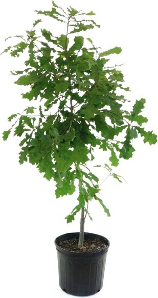 2.25gal Overcup Oak Tree - National Plant Network: Full Sun, Hardy ...