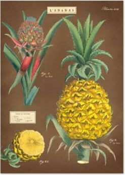 Cavallini & Co L'Ananas Cavallini Vintage Poster | 51 x 71cm ...