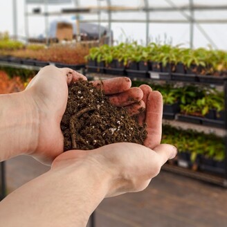 Soil Sunrise- 8qt All Purpose Palm Potting Soil, Mix for Growing Palm ...