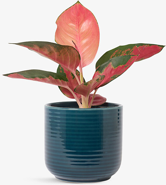 Patch Plants Clancy the Aglaonema Red Star Plant in Ceramic pot 20-30cm ...
