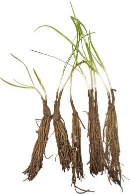 Primrue 10 Plants: Garlic Chives Live Plant Bare Roots Hardy Perennial ...