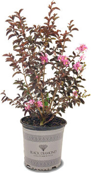 American Plant Exchange Flowering Trees Black Diamond Shell Pink Crape ...
