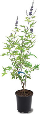 American Plant Exchange Live Flowering Tree Vitex Delta Blue, 1 Gallon ...