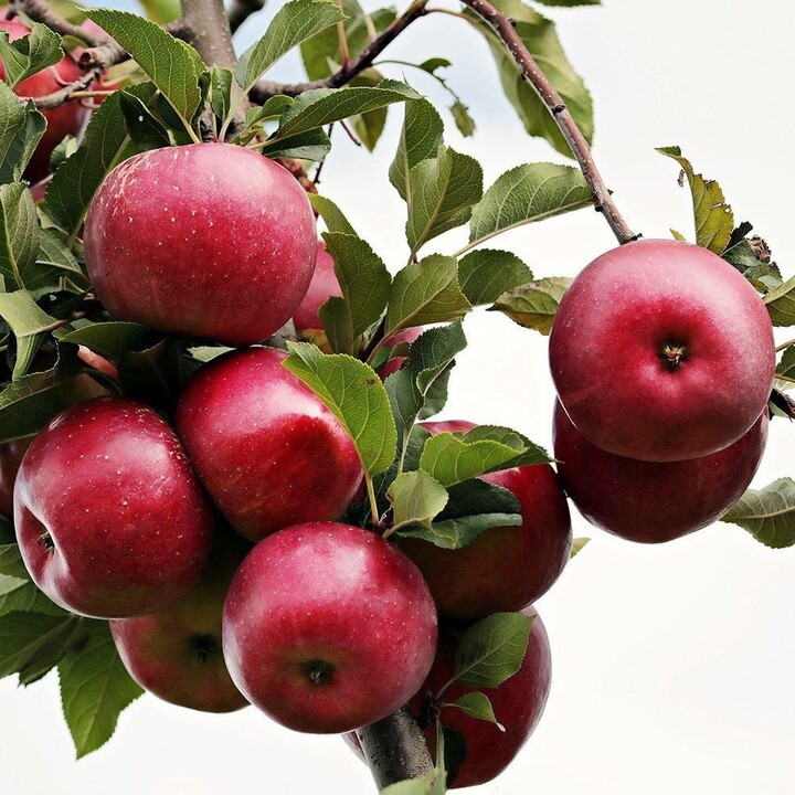 Plant Theory Apple Red Ellison Edible Dessert Apple Outdoor Fruit Tree ...