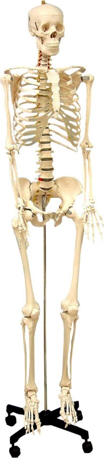 Supertek Life Size Human Skeleton Model with Key, Rod Mount - ShopStyle ...