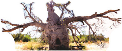 Wet Paint Printing Boab Prison Tree Most Famous Trees Cardboard Standup ...