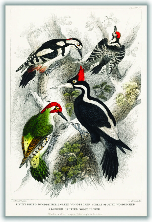 Stanley Print House Collection Of Woodpeckers Print - ShopStyle Artwork