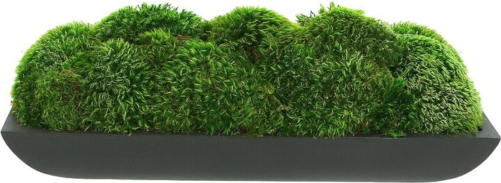 Creative Displays Moss Arrangement In Oblong Planter - ShopStyle Decor