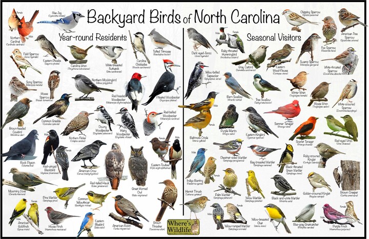 Etsy Backyard Birds Of North Carolina Bird Identification Poster ...