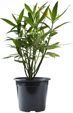 American Plant Exchange Live Flowering Yellow Milkweed, Asclepias ...