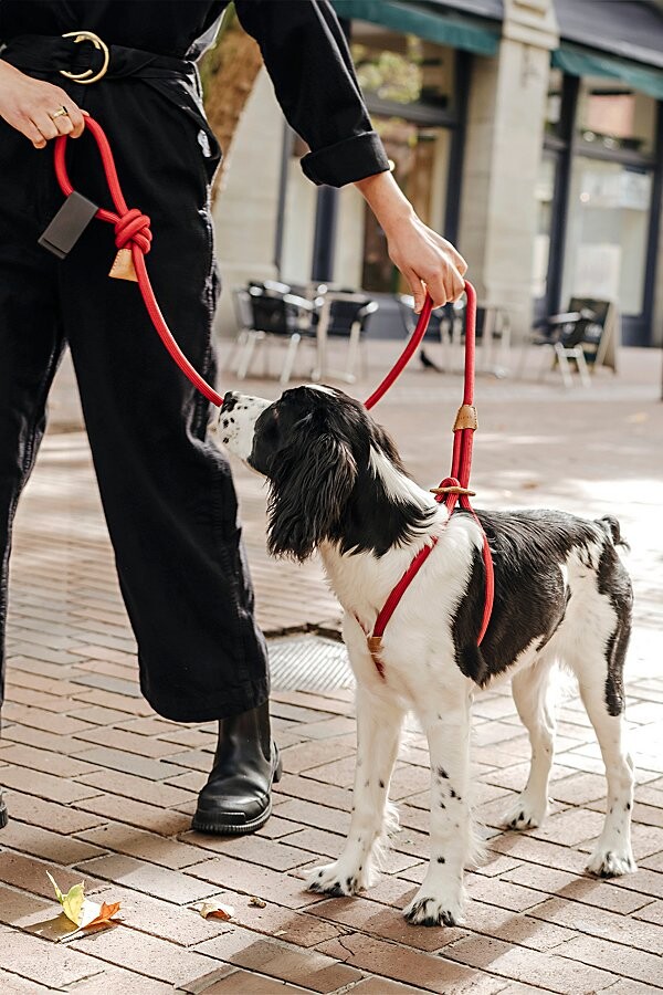 Boo Oh Ray Harness - ShopStyle Blenders & Juicers