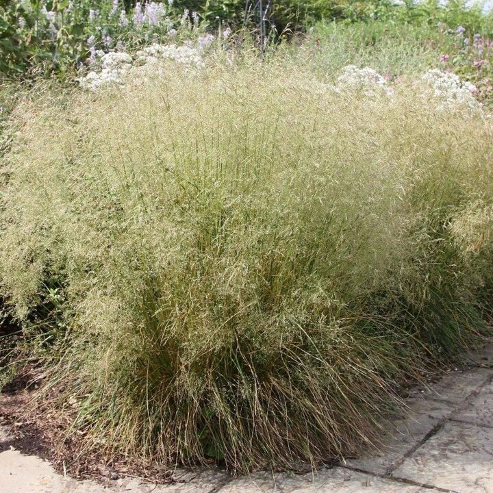 Plant Theory Tufted Hair Grass Deschampsia Cespitosa Outdoor Ornamental ...