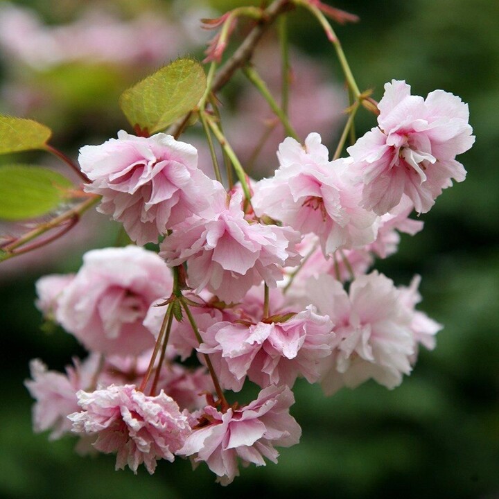 Plant Theory Kiku-shidare-zakura Flowering Cherry Blossom Tree Prunus ...