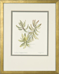The Natural Light Sedum Coppertone by Daughdrill - Picture Frame ...