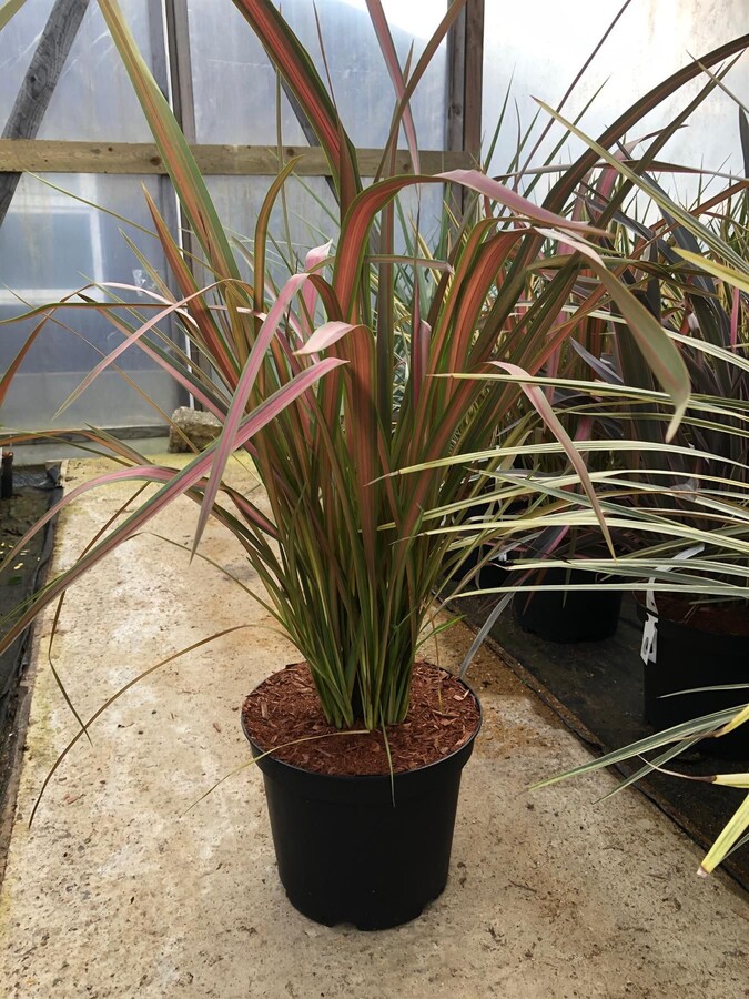 Direct Plants Phormium Jester Flax Evergreen Shrub Plant Large 70cm ...