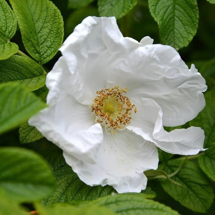 Plant Theory Alba Rosa Rugosa Hedging Plant 25 x Bare Root Plants 40cm ...