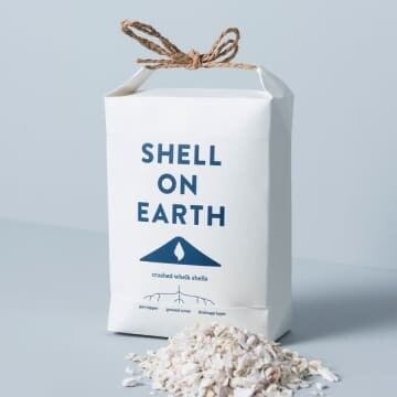 Shell on Earth Crushed Whelk Shells Original Large - ShopStyle Decor