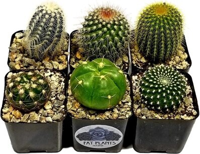FATPLANTS 6 Living Cacti Plants - ShopStyle Video