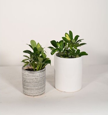 Upshining Live Plant Umbrella Plant With Ceramic Planter Pots 5'' Gray ...