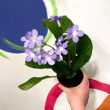 Sprouts of Bristol 10cm Cape Primrose Streptocarpus 'Falling Stars ...