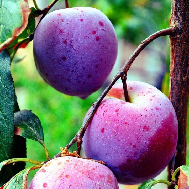 Plant Theory Plum Herman Outdoor Fruit Tree Bare Root SJA Rootstock 1 ...