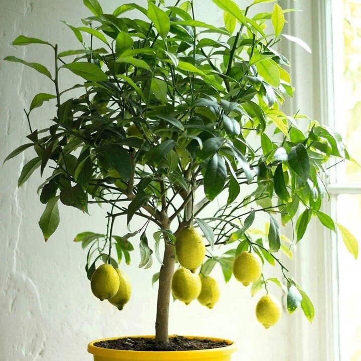 Plant Theory Lemon Four Seasons Fruit Bush Citrus x limon Fruiting ...