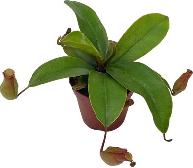 Florida House Plants Winged Pitcher Plant Carnivorous Nepenthes Alata ...