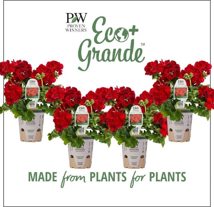 PROVEN WINNERS 4.25 in. Eco+Grande Boldly Dark Red Geranium ...