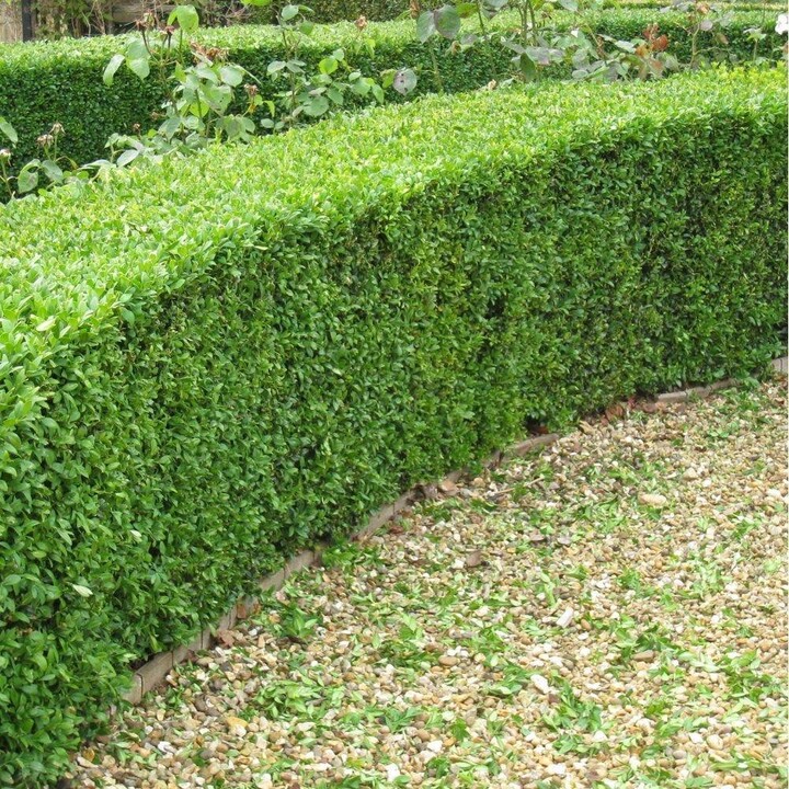 F&G Supplies 10 x 20-30cm Box (Buxus Sempervirens) Field Grown Bare ...