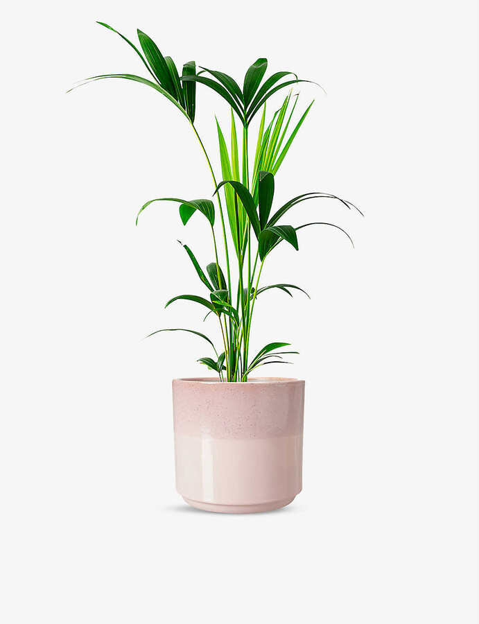 Canopy Plants Howea Forsteriana plant with ceramic pot - ShopStyle ...