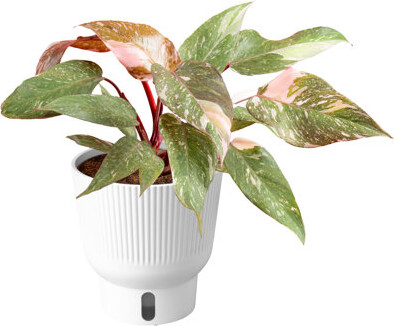 Costa Farms Indoor Trending Tropicals Collection Pink Princess ...