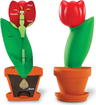 Learning Resources Cross-Section Flower Model - ShopStyle Workout Accessories