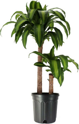 American Plant Exchange Dracaena Massangeana 'Corn Plant', Mass Cane Stump, Live Indoor Plant ...