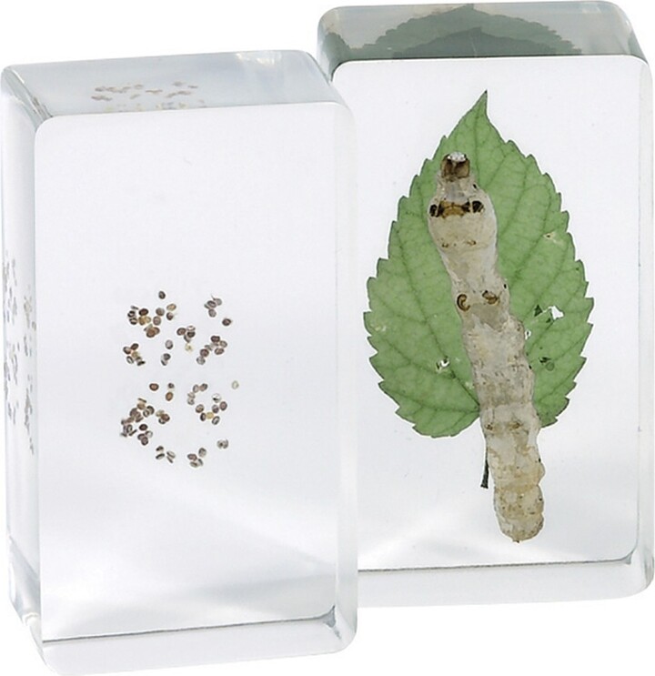 Kaplan Early Learning Life Cycles Moth Specimen Set - Set of 4 ...