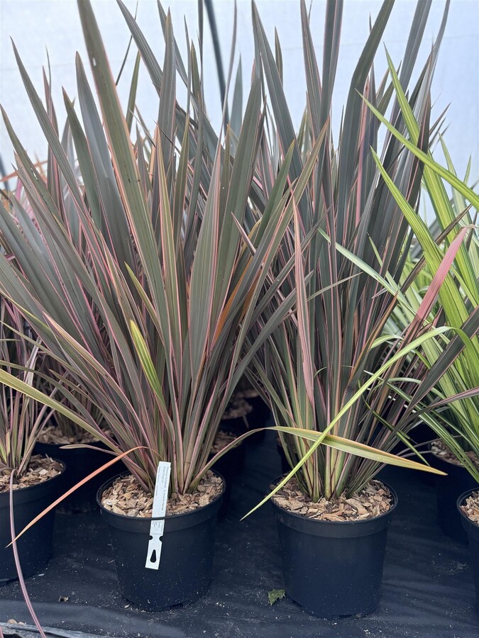 Direct Plants Phormium Sundowner Evergreen Shrub Extra Large 4ft ...