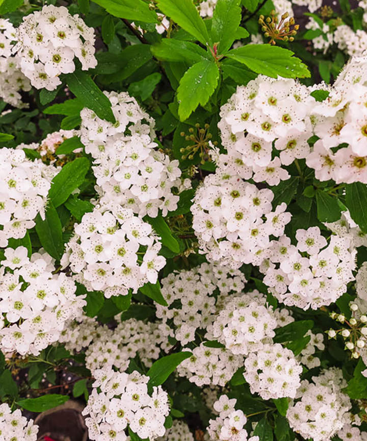 Live Bridal Wreath Spirea Shrub - ShopStyle Home & Living