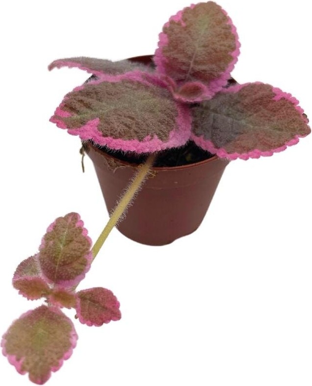 Etsy Variegated Flame Violet, 2 Inch Pot, Pink Smoke, Episcia Cupreata ...